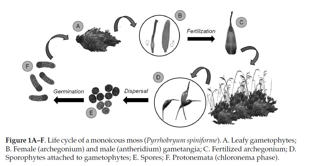 Knowledge Class: Reproduction in Bryophytes