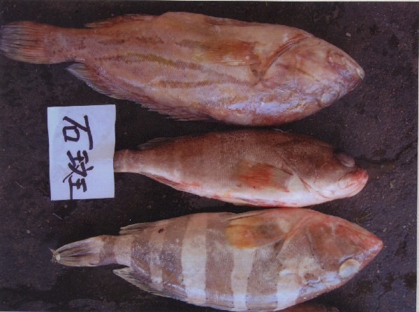 Ikan Kurapu - Kakap - Grouper fish - Fish Information (INDONESIA)