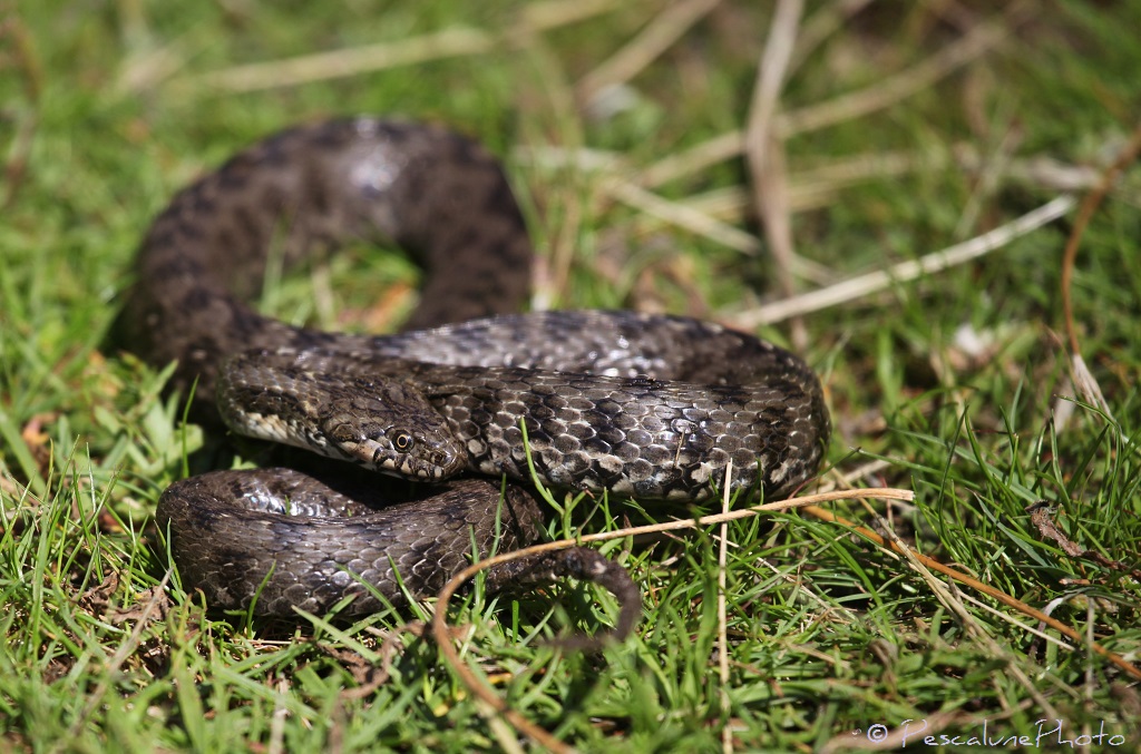 Pescalune Photo: Couleuvre vipérine (Natrix maura), Viperine water snake