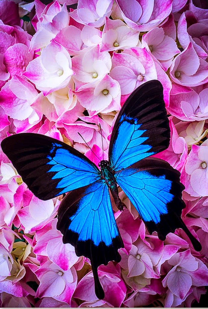 El arte es su máxima expresión : Mariposas y Flores, Arte en Fotos de ...