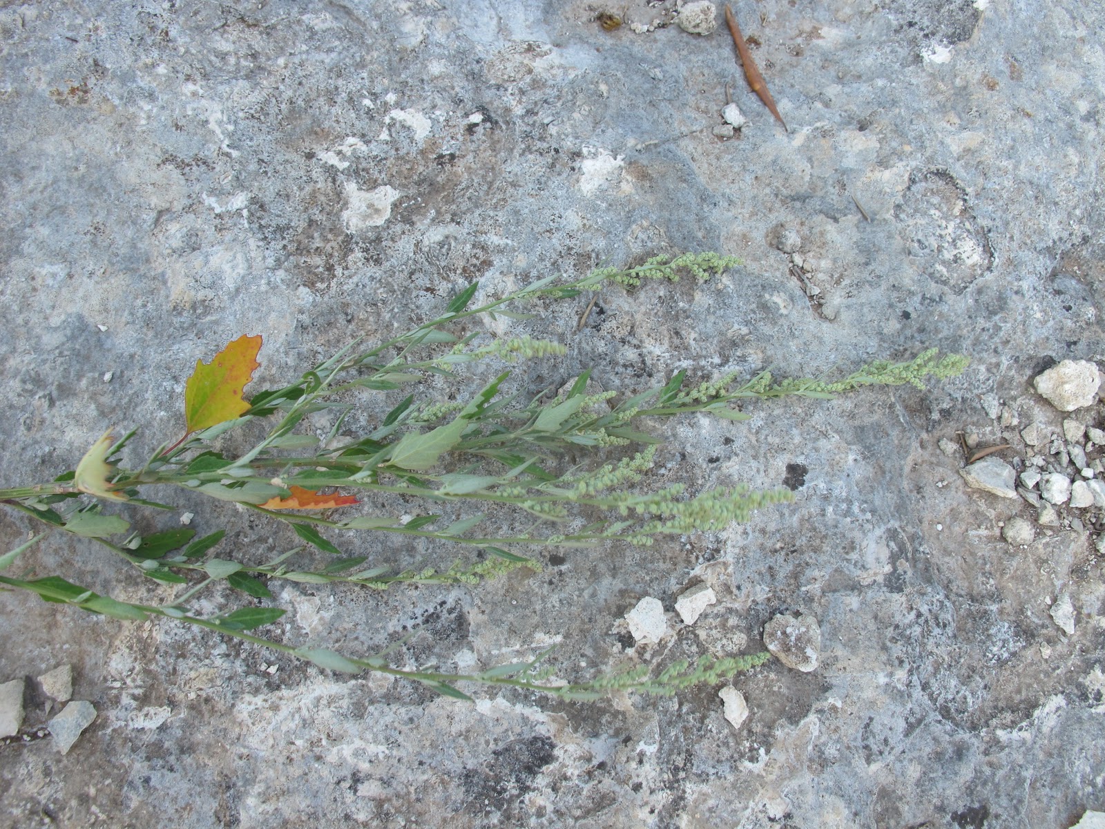 FLORA NEL SALENTO e.. anche altrove: Chenopodium album L ...