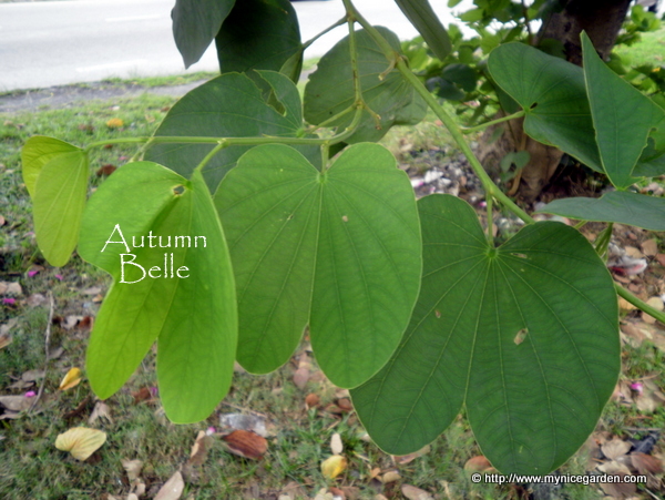 My Nice Garden: Bauhinia x blakeana - The Hong Kong Orchid Tree