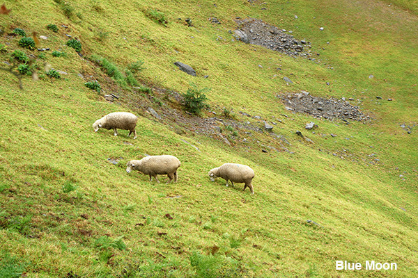 Cingjing Farm / Qingjing Farm - Nantou, Taiwan