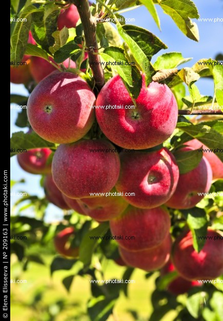 ECOFLOTERS: EL ÁRBOL DE MANZANAS