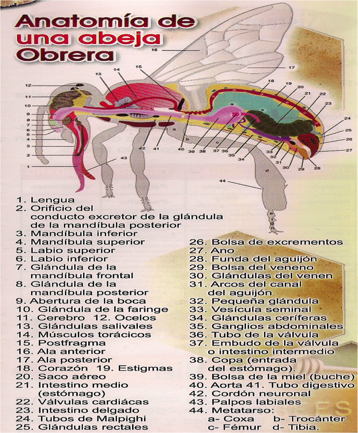 Anatomía de abeja obrera