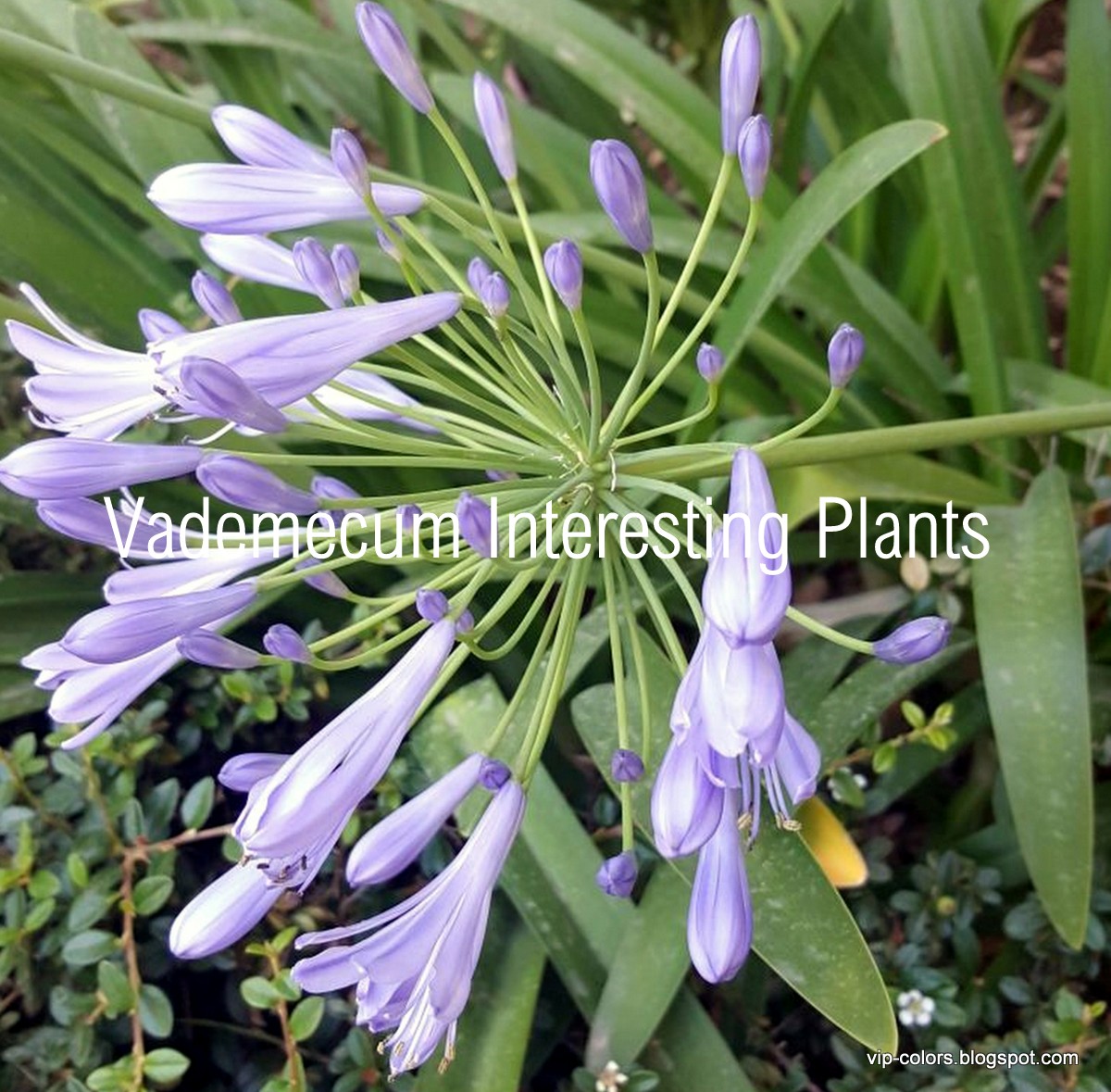 Vademecum Interesting Plants: Agapanthus - Agapant - (Afrikaanse lelie)