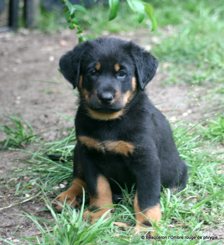 Beauceron, chiots beaucerons, Eleveur landes 40120 : Chiots beauceron ...
