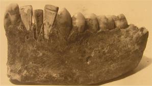 KLINIK PERGIGIAN SYARIFAH