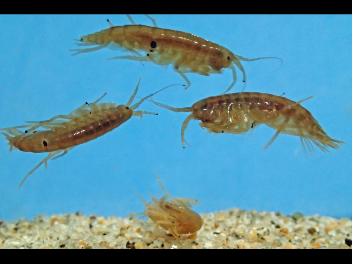 SOFT~HACKLE JOURNAL: A Close Look At Freshwater Scuds