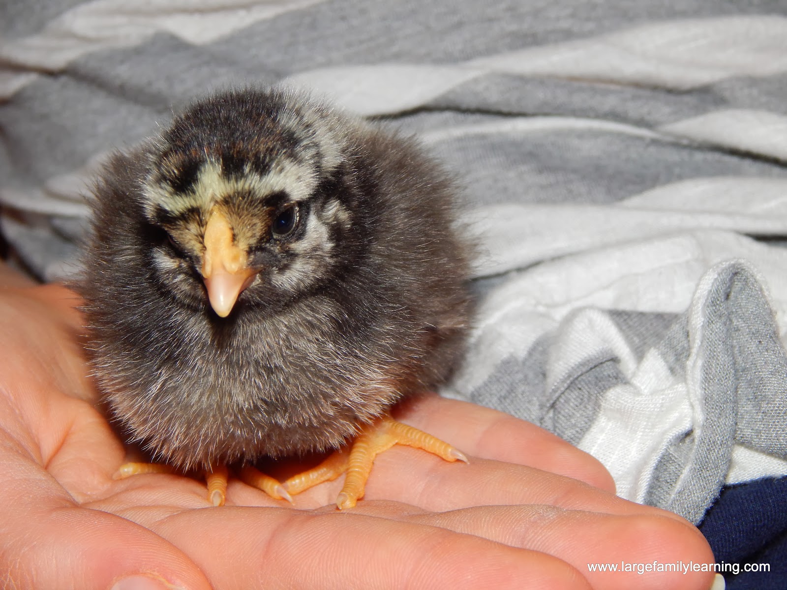 Large Family Learning : Raising Baby Chicks, Week 1, Part 2: Crazy ...