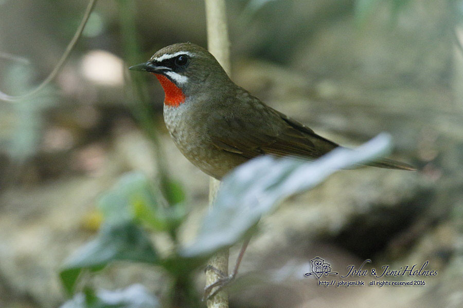 John's Hong Kong Birding: A migrant bird transit lounge - Po Toi Island ...