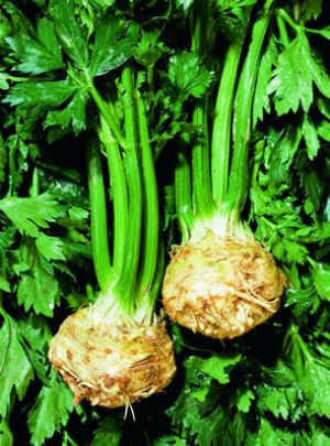 Cultivo de Apio: Taxonomía y Morfología