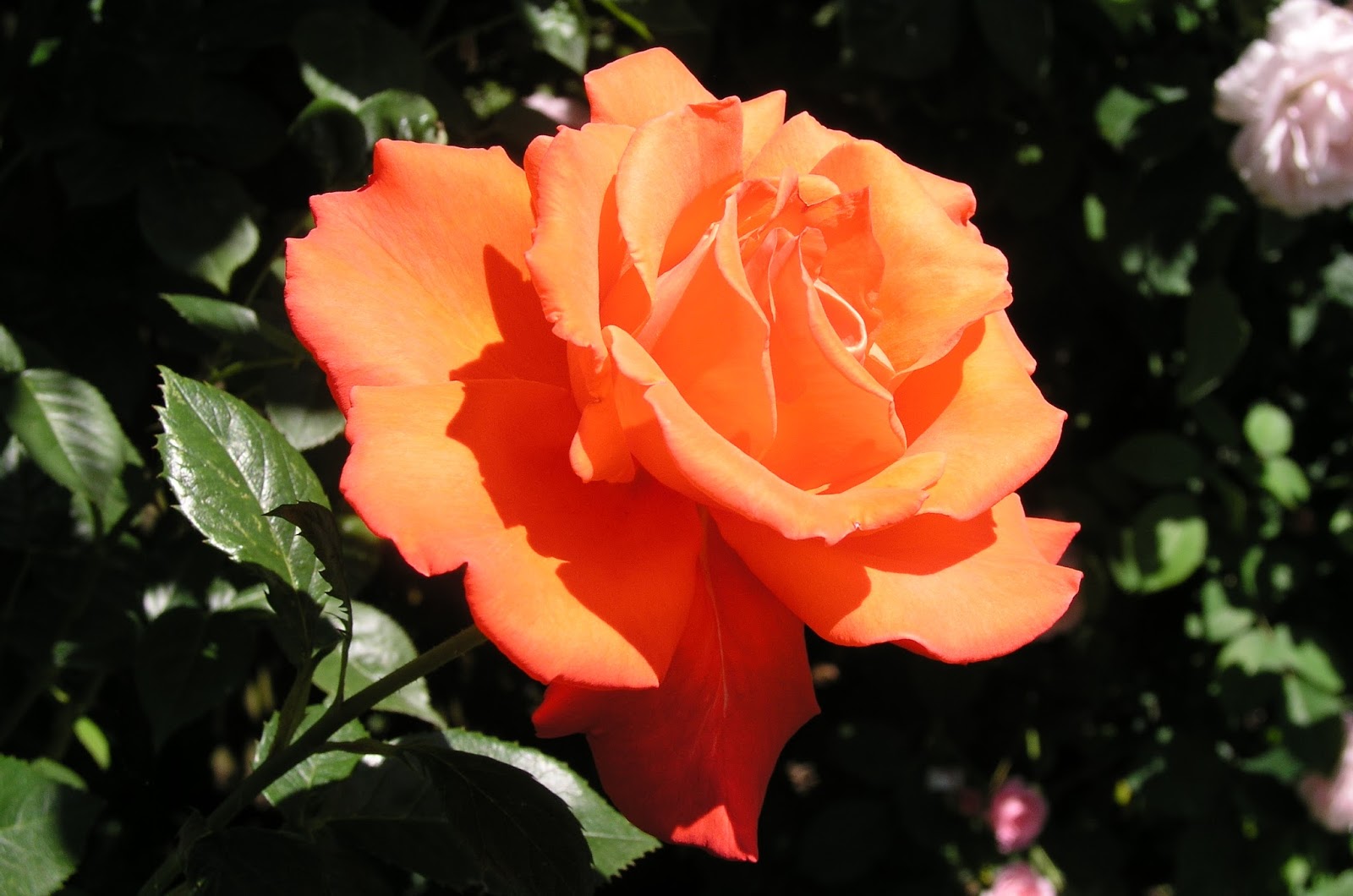 Garden Musings: Secret to Growing Perfect Roses