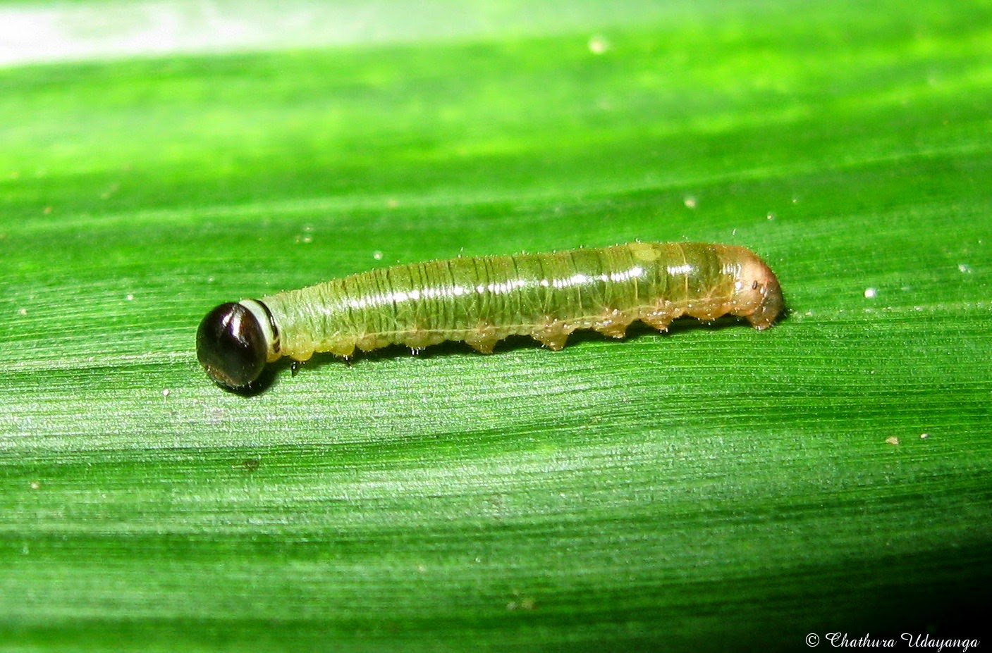 Nature Of Srilanka: Common Red Eye (Matapa aria) - රතැසියා