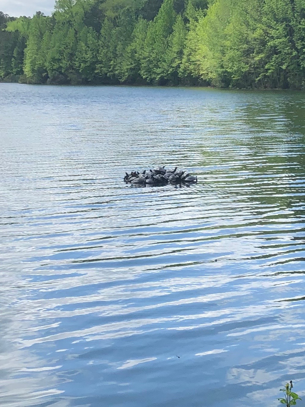 Sandy Bottom Nature Park - Toddlin' Around Tidewater