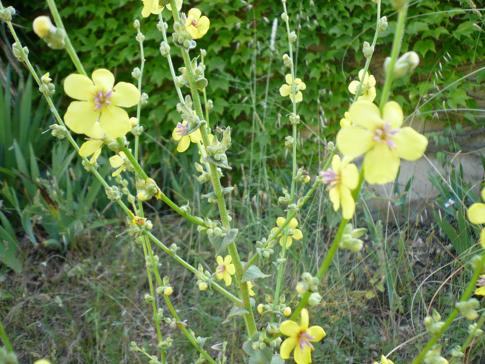 En Blau: Si no surt el sol, flors grogues
