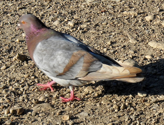 White Rock Lake, Dallas, Texas: The Feral Pigeons of White Rock Lake ...