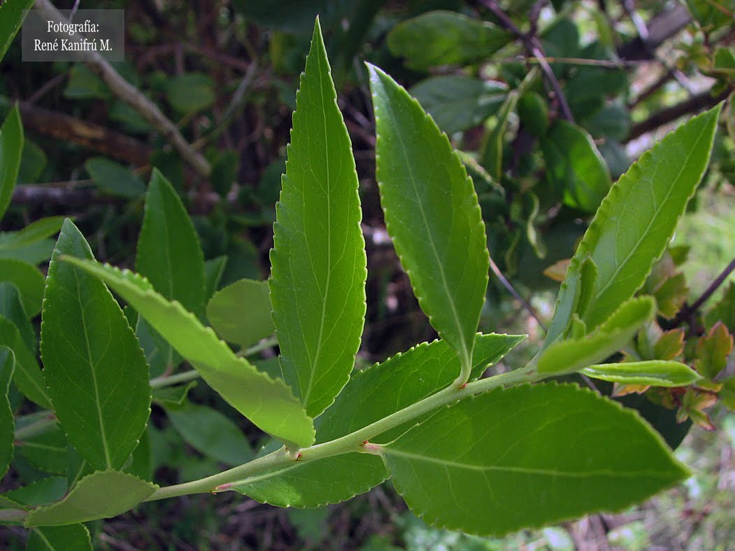 Eco - Quilpué . . .: Arboles Nativos de Marga-Marga