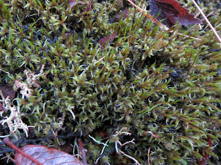 Cataloguing Cullaloe: New species add - Racomitrium lanuginosum to ...