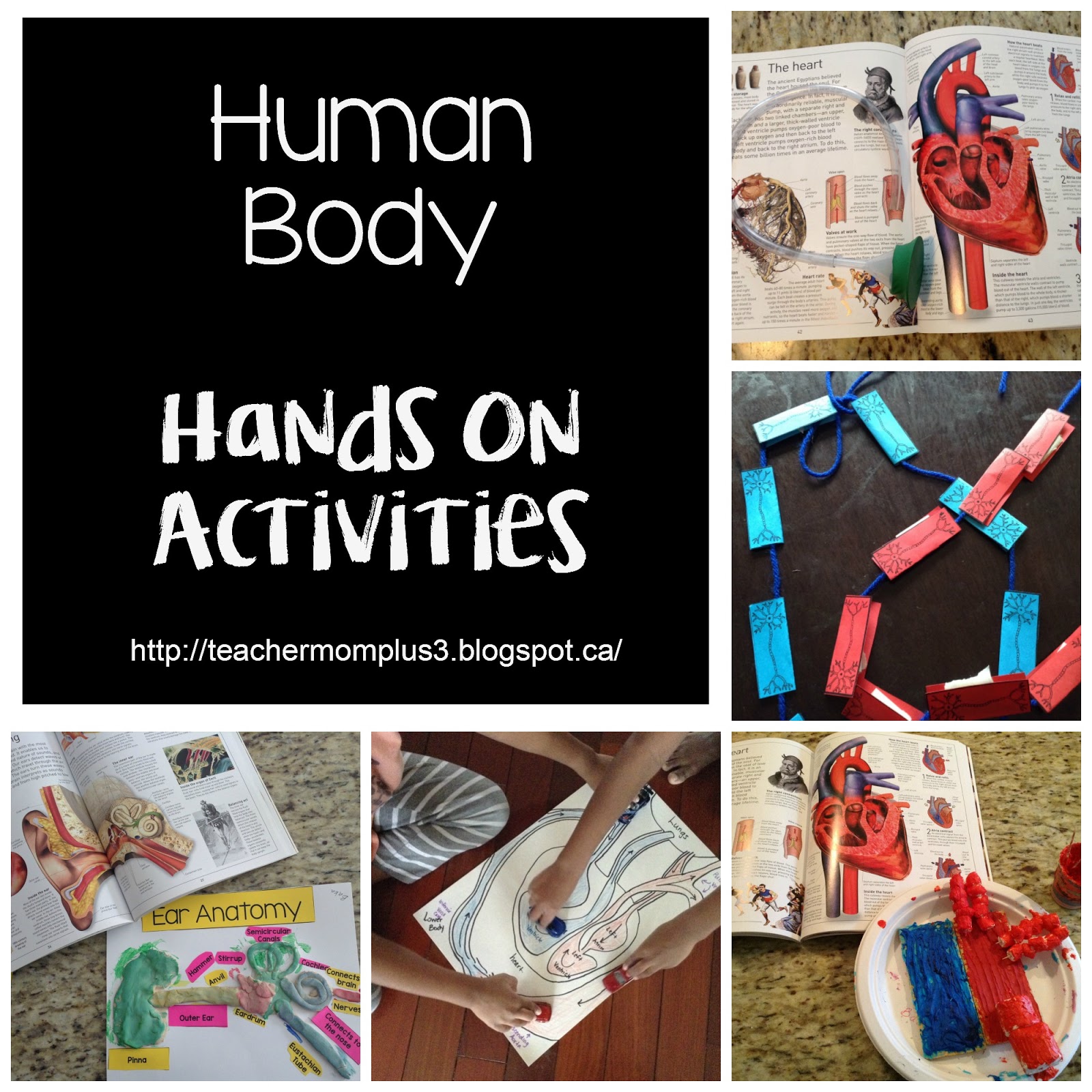 TeacherMomPlus3: Human Body-Hands on Activities