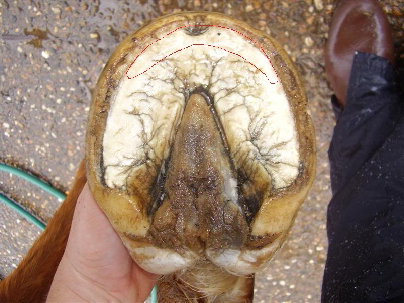 The Glorious Hoof: Concavity - Quick Notes