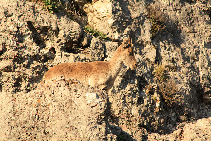 Sierra Morena Oriental: Cabra montés y rapaces surtidas
