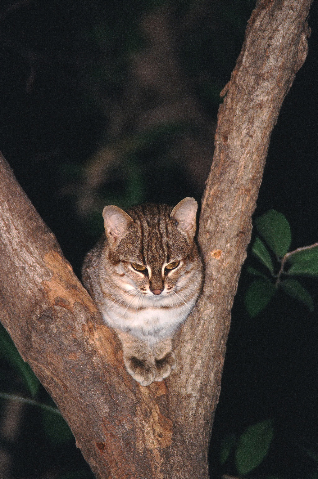 Aranya Wild Life Projects