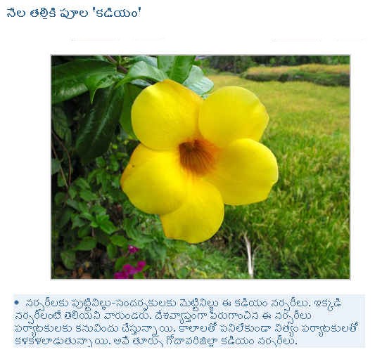 TELUGU WEB WORLD: WORLD FAMOUS FLOWERS/GARDEN VILLAGE - KADIYAM - EAST ...