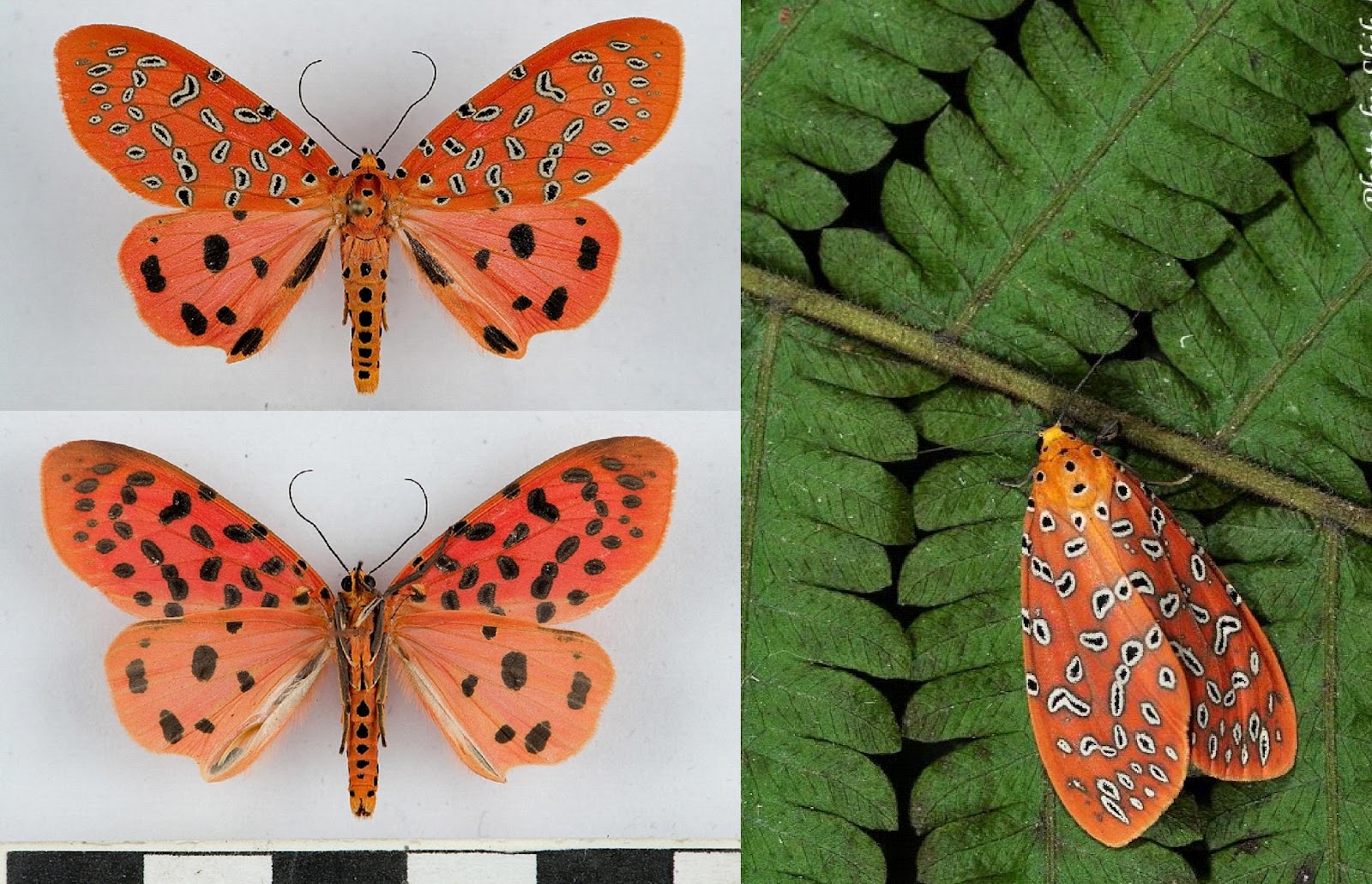 臺灣蛾訊 MOTHS of Taiwan: Argina argus (Kollar, 1847) 胡麻斑紅燈蛾