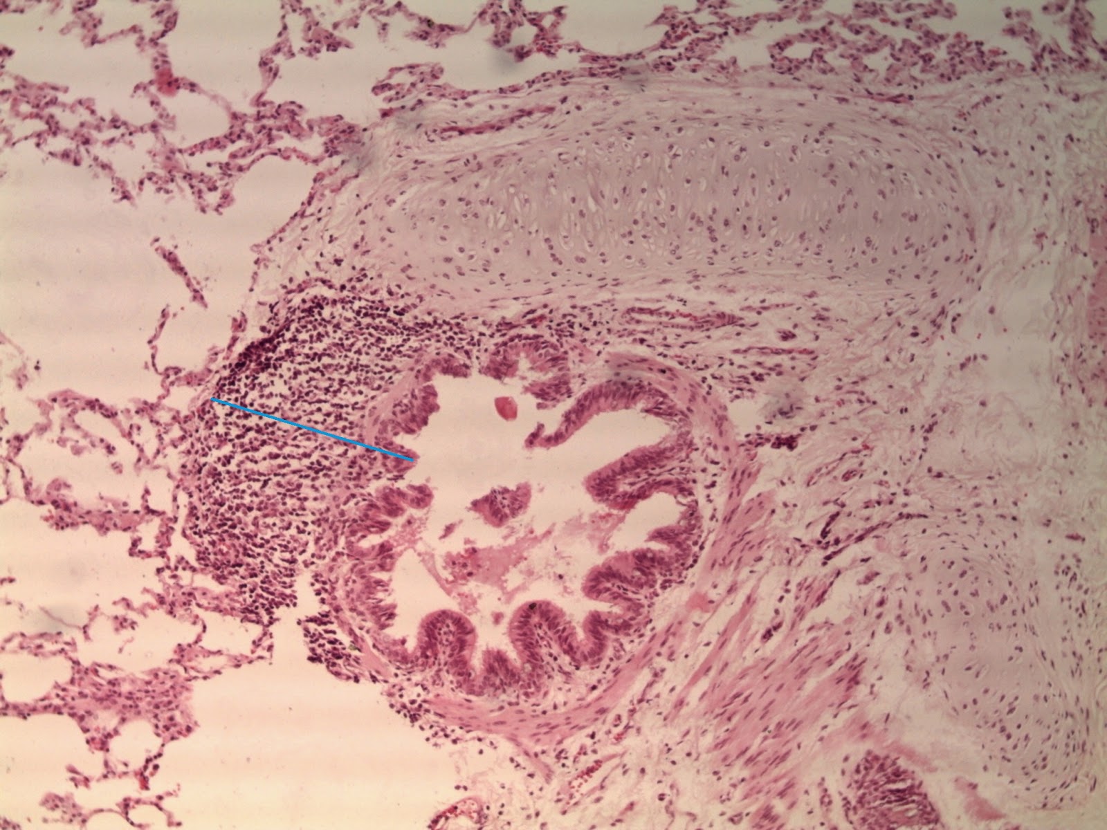 Sistema Respiratorio | Histología Veterinaria Universidad de Antioquia