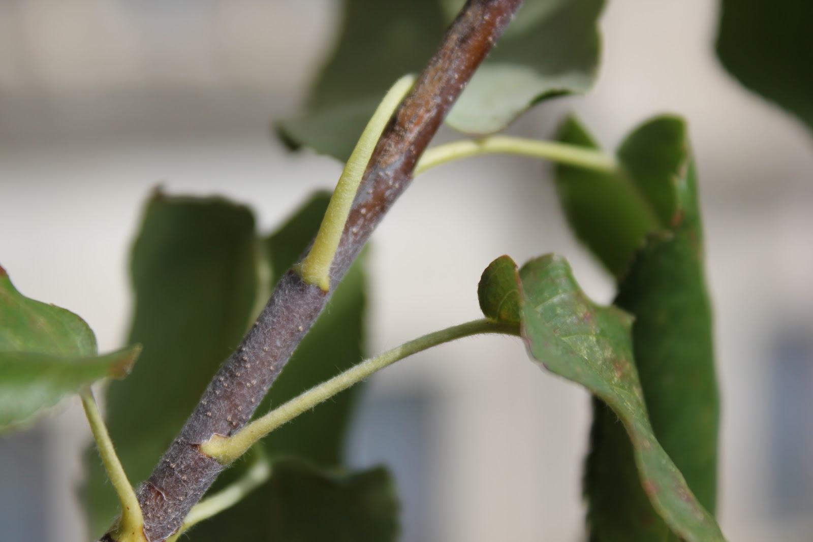 Biological Thinking: Winter, Spring, Summer, Abscission