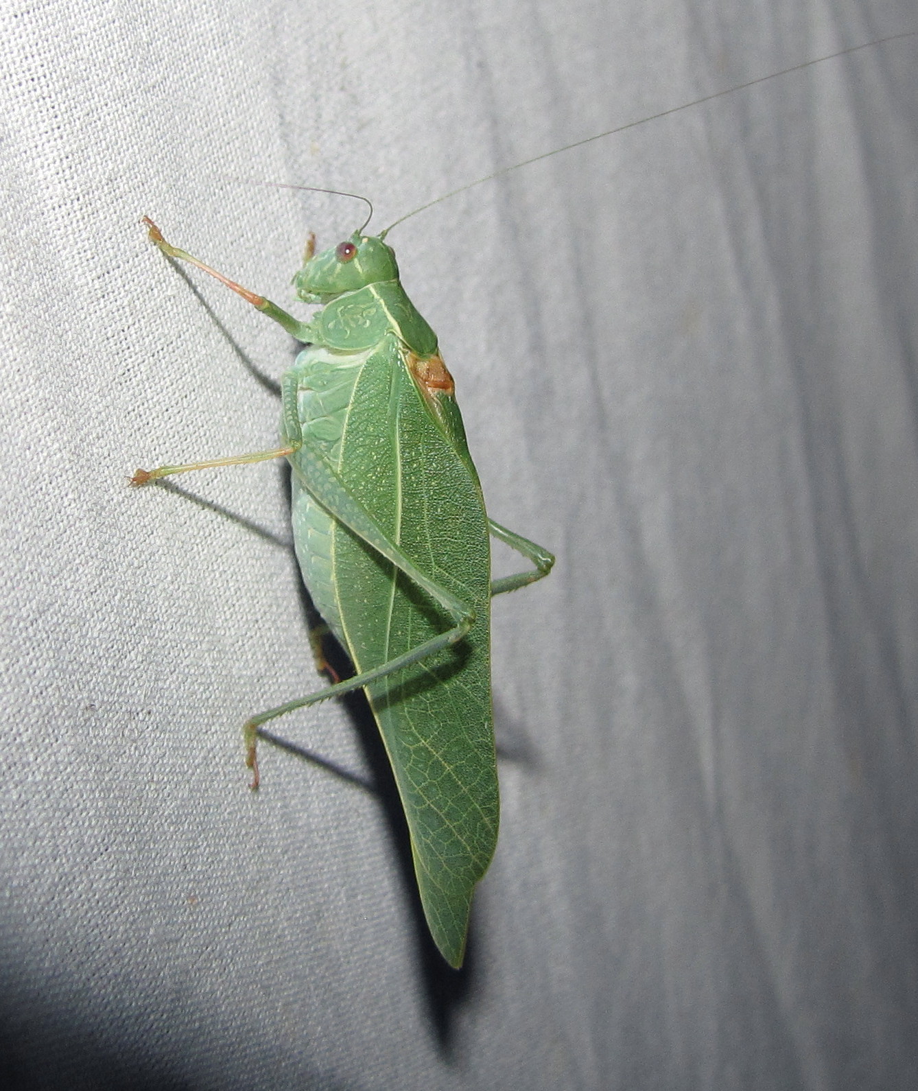 Bug Eric: OrThoptera Thursday: California Angle-wing Katydid