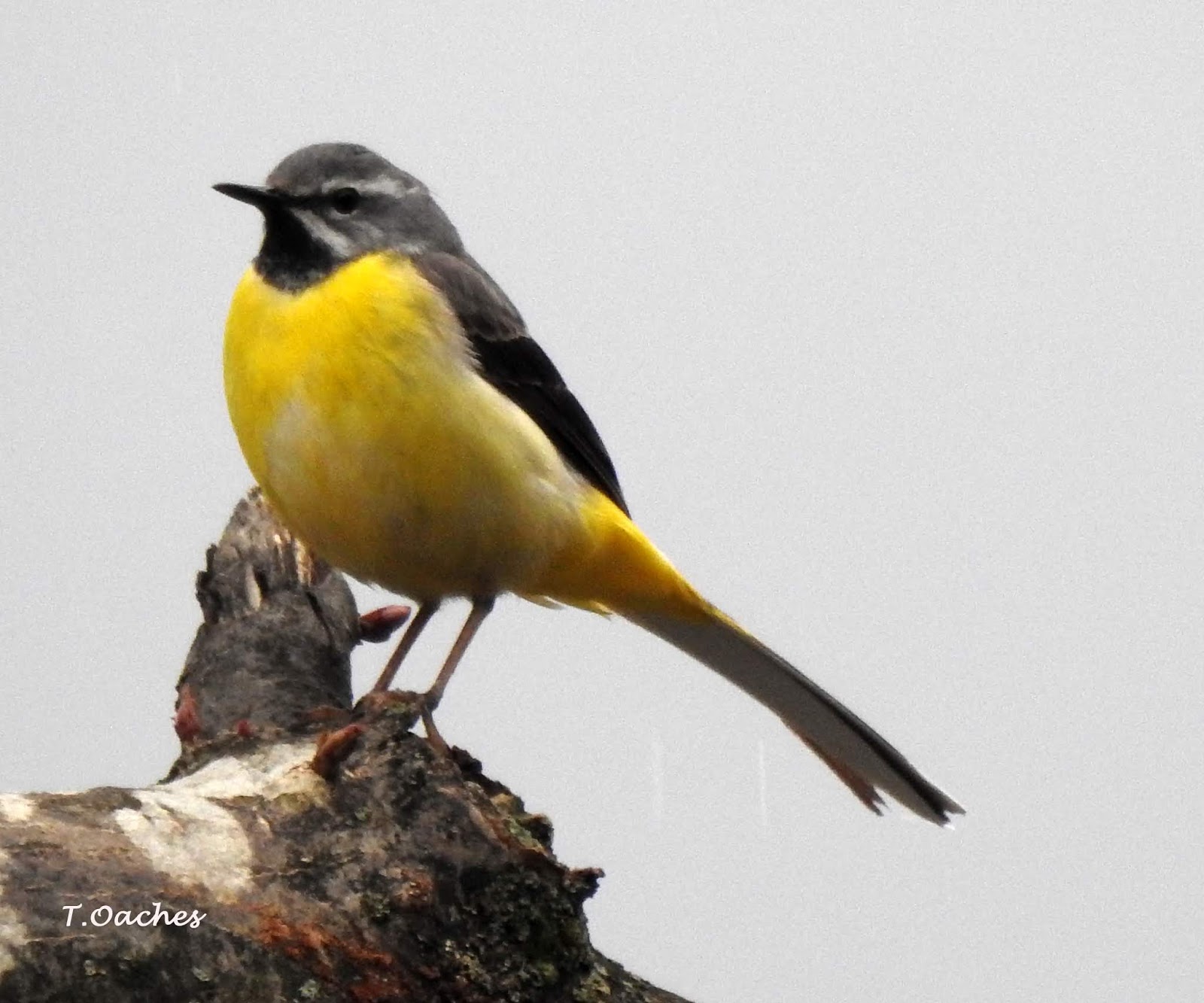 PASARI DIN ROMANIA: CODOBATURA DE MUNTE, Motacilla cinerea