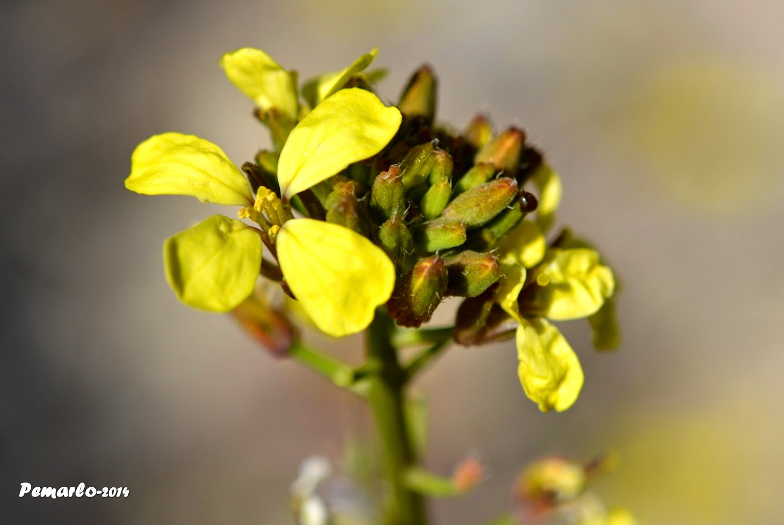PLANTAS DE MURCIA : GUIRAOA ARVENSIS (Jaramago menor) EN EL ENTORNO DEL ...