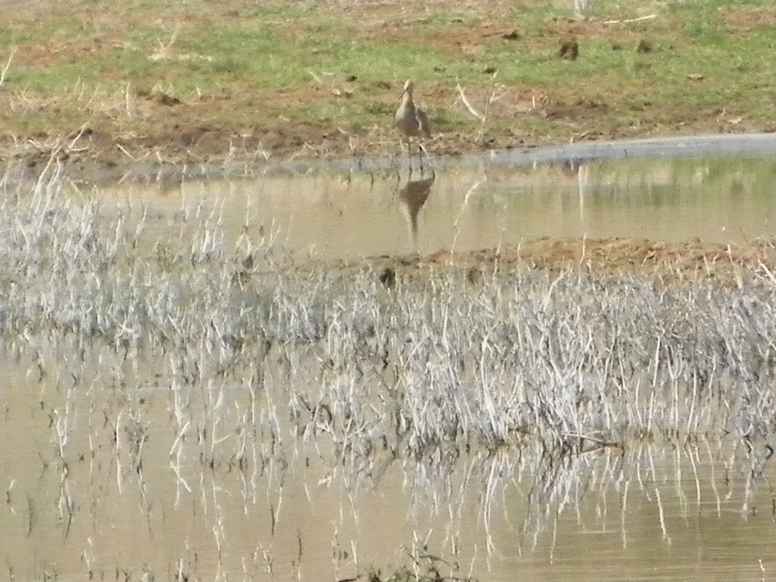 Otowi: Brett Grey Ranch 3/15/13