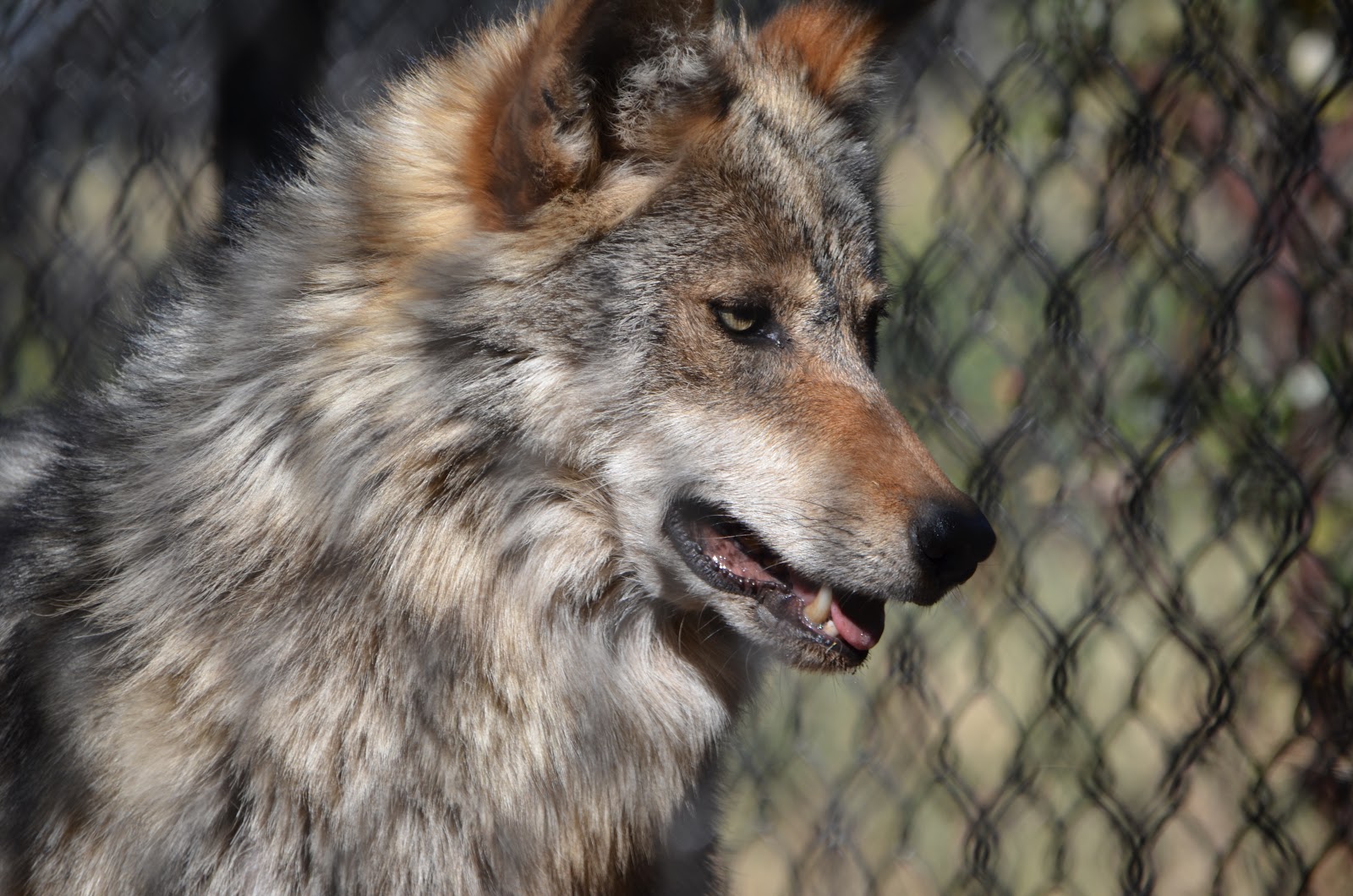 California Wolf Center
