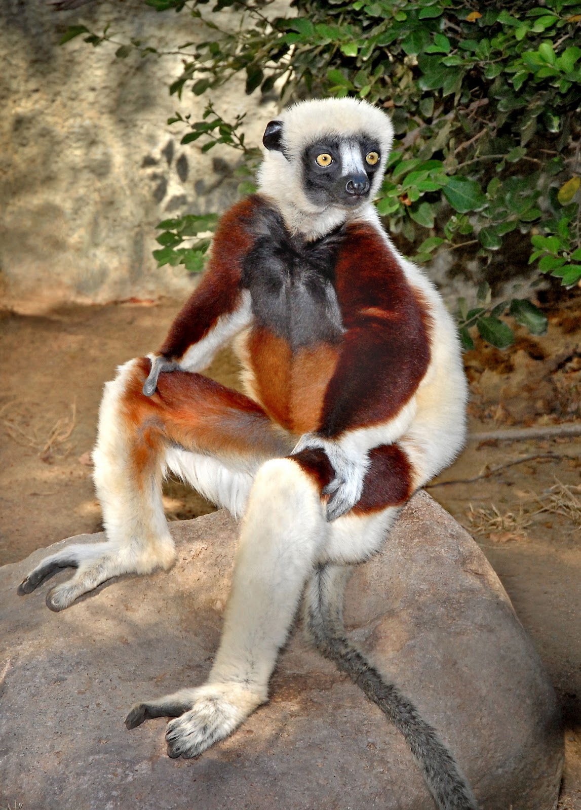 O Livro da Natureza: Lemures