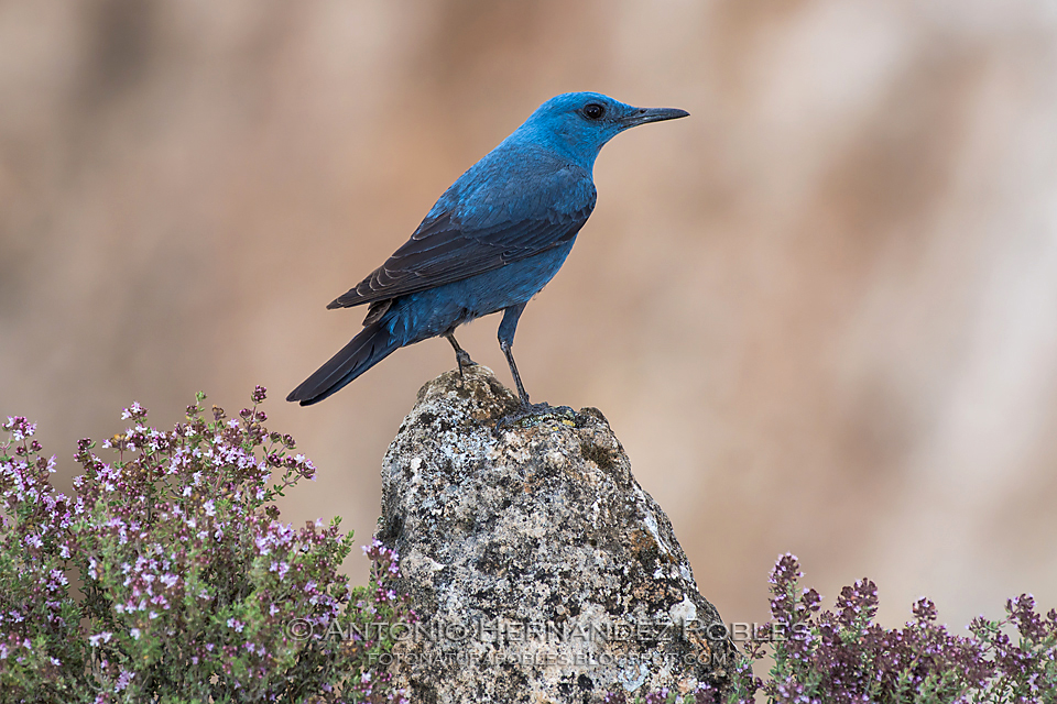 Fotografia de Vida Salvaje - Wildlife Photography: EL PÁJARO AZUL