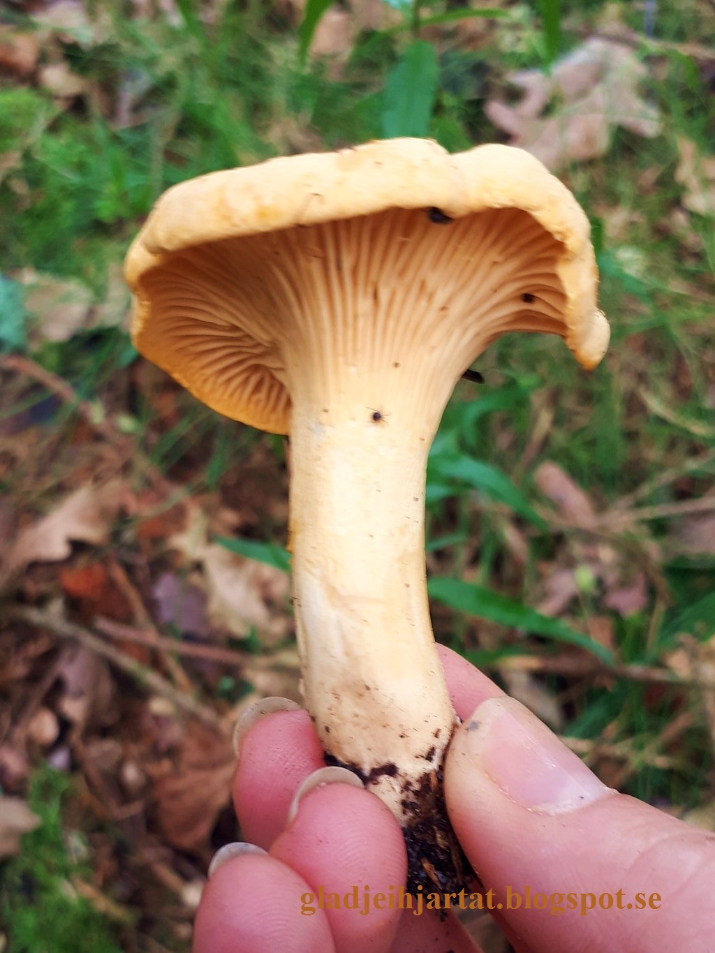 Glädje i hjärtat - Joy in the heart: Kantareller, narrkantareller och ...