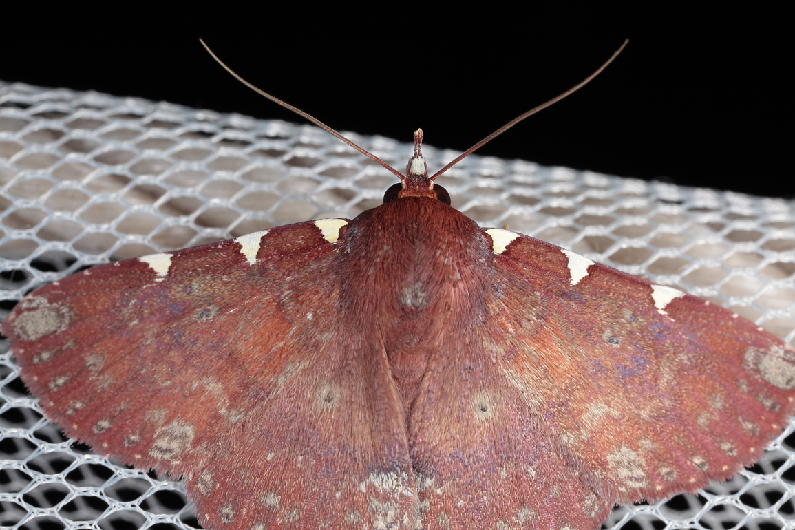 BunyipCo: November 2012