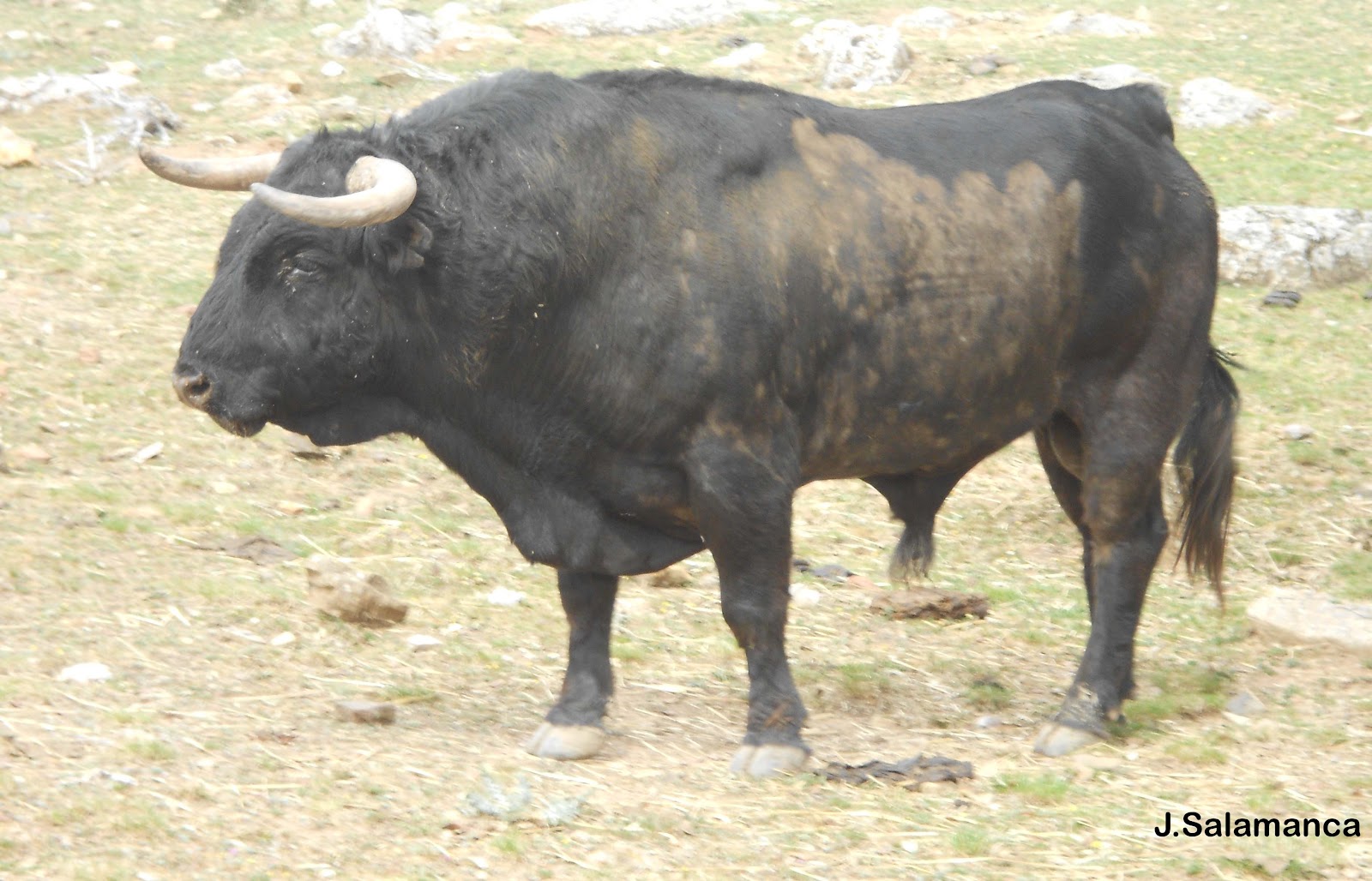 El Toro de Cenicientos: UNA BONITA VACA, UN SEMENTAL, DOS ...