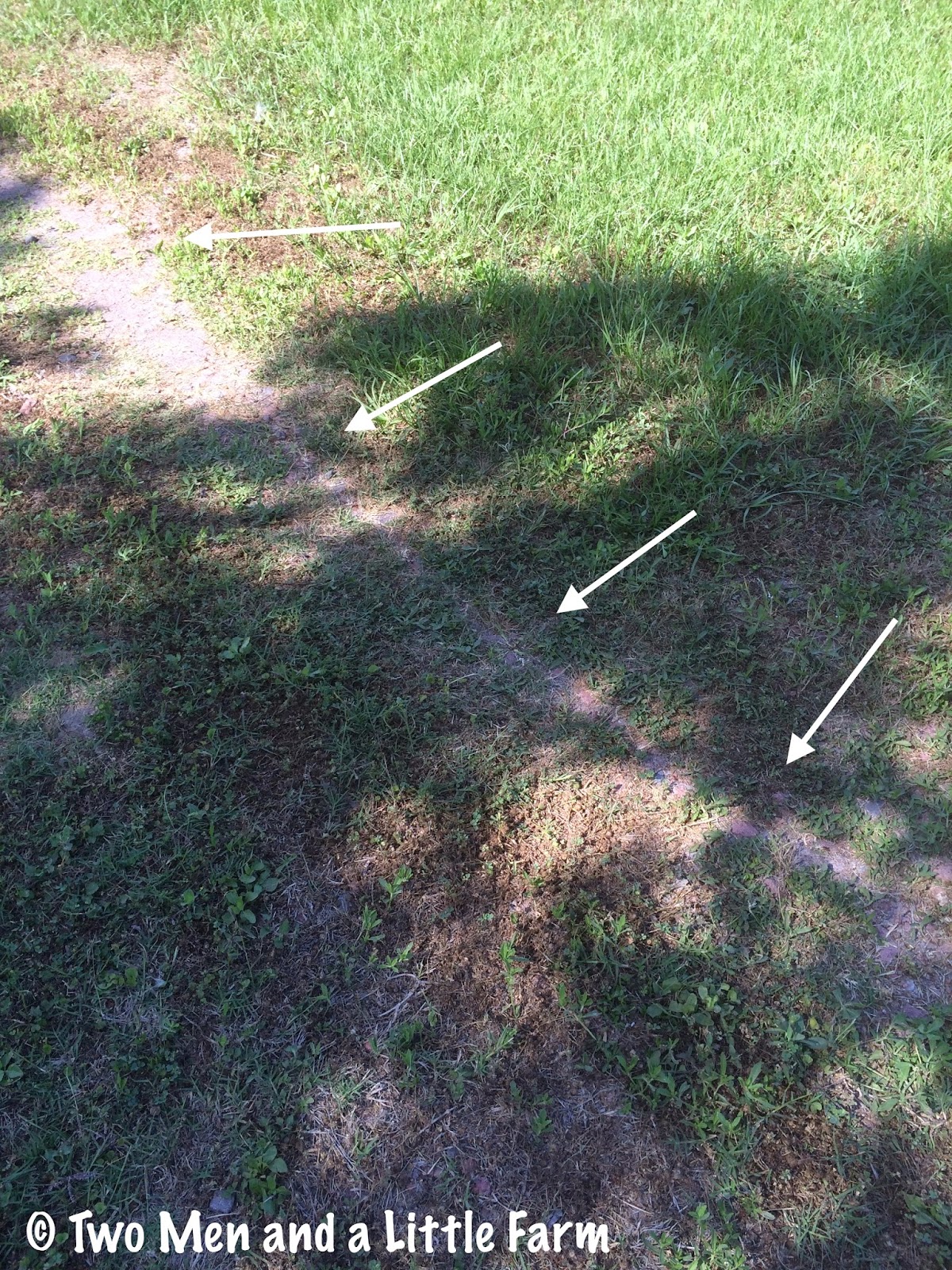 Two Men and a Little Farm: ANTS ARE FASCINATING