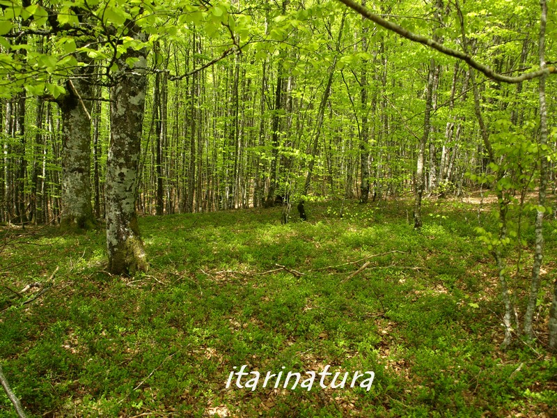 Selva de Irati: FLORA: Algo más que un bosque de hayas