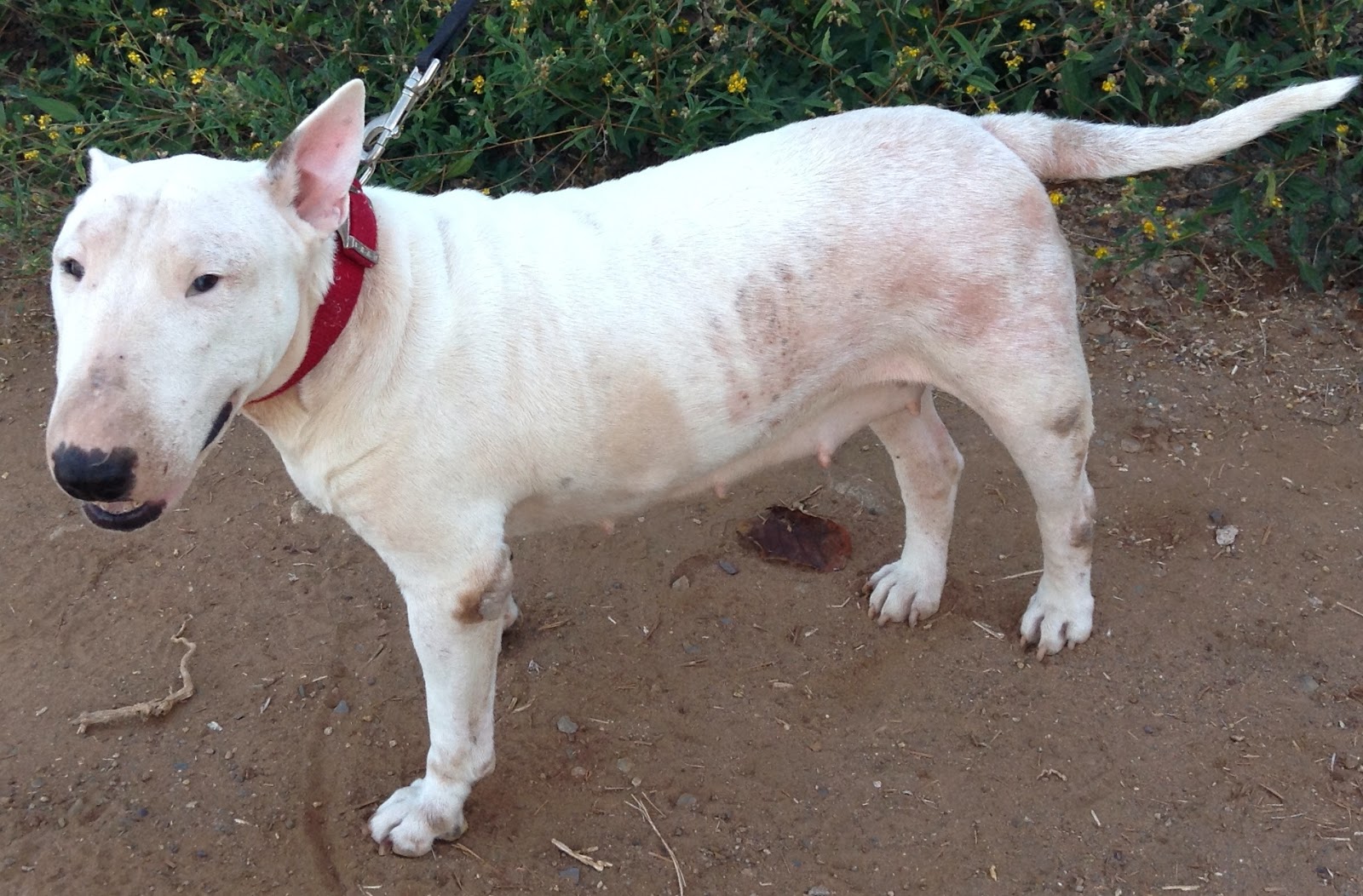 Beach Bull Terriers