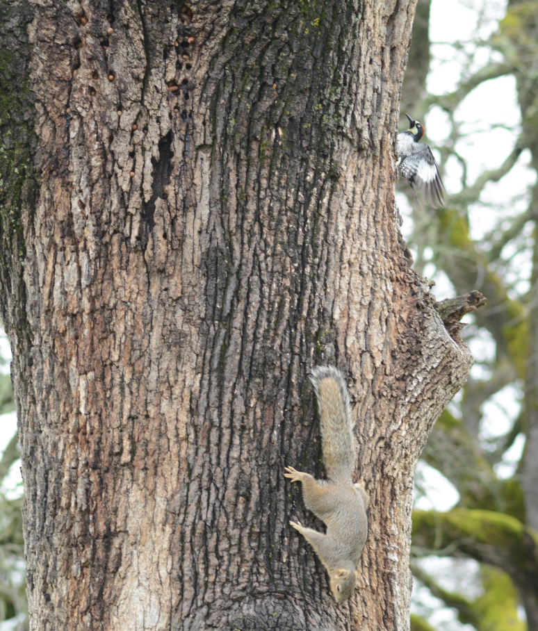 Musings from Little Grove Farm: My Granary Tree, says the Woodpecker to ...