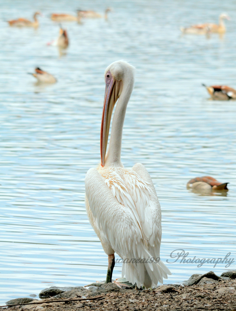 wanzai99 PHOTOGRAPHY: Burung Undan Putih