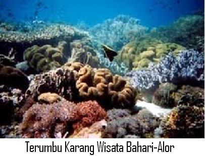 Daily Seventeen: Pulau Alor keindahan alami Nusa Tenggara Timur