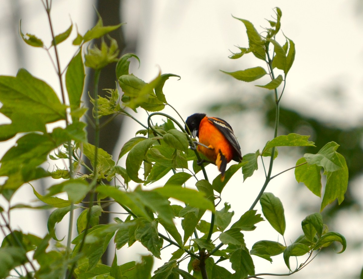 Woods Walks and Wildlife: May 2015