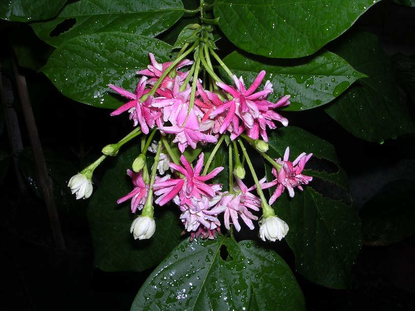 biojojo: Melati Belanda (Ceguk) / Quisqualis indica L.