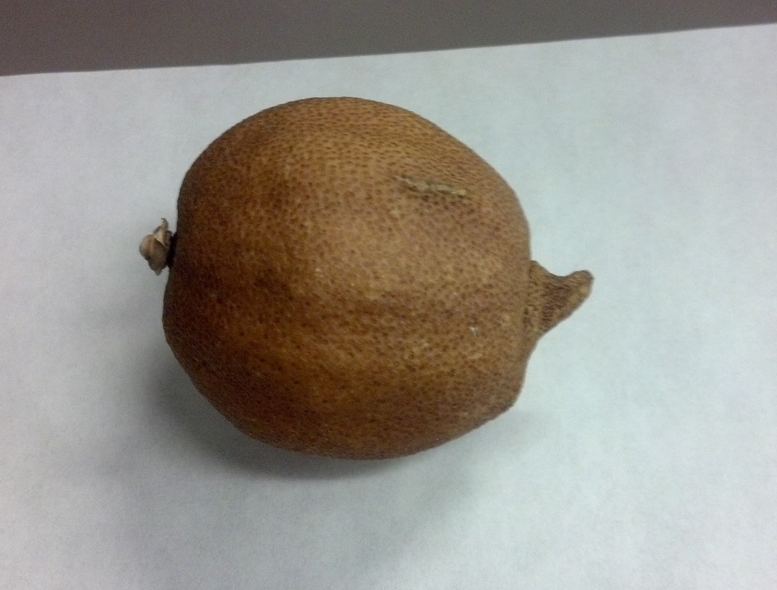 Fuzzy Sox: An old dried up lemon...